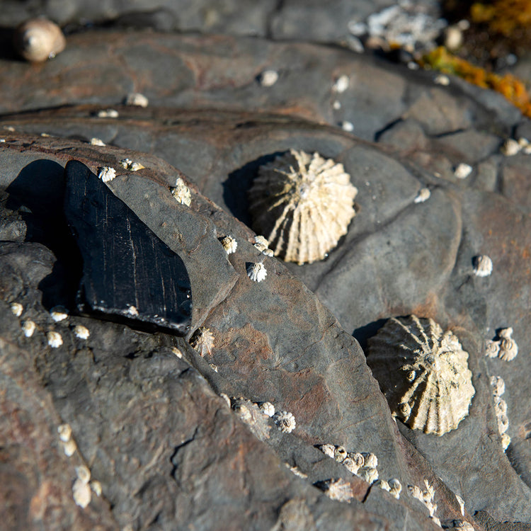 Whitby Jet Jewellery Specialists – Yorkshire Jewellery Company